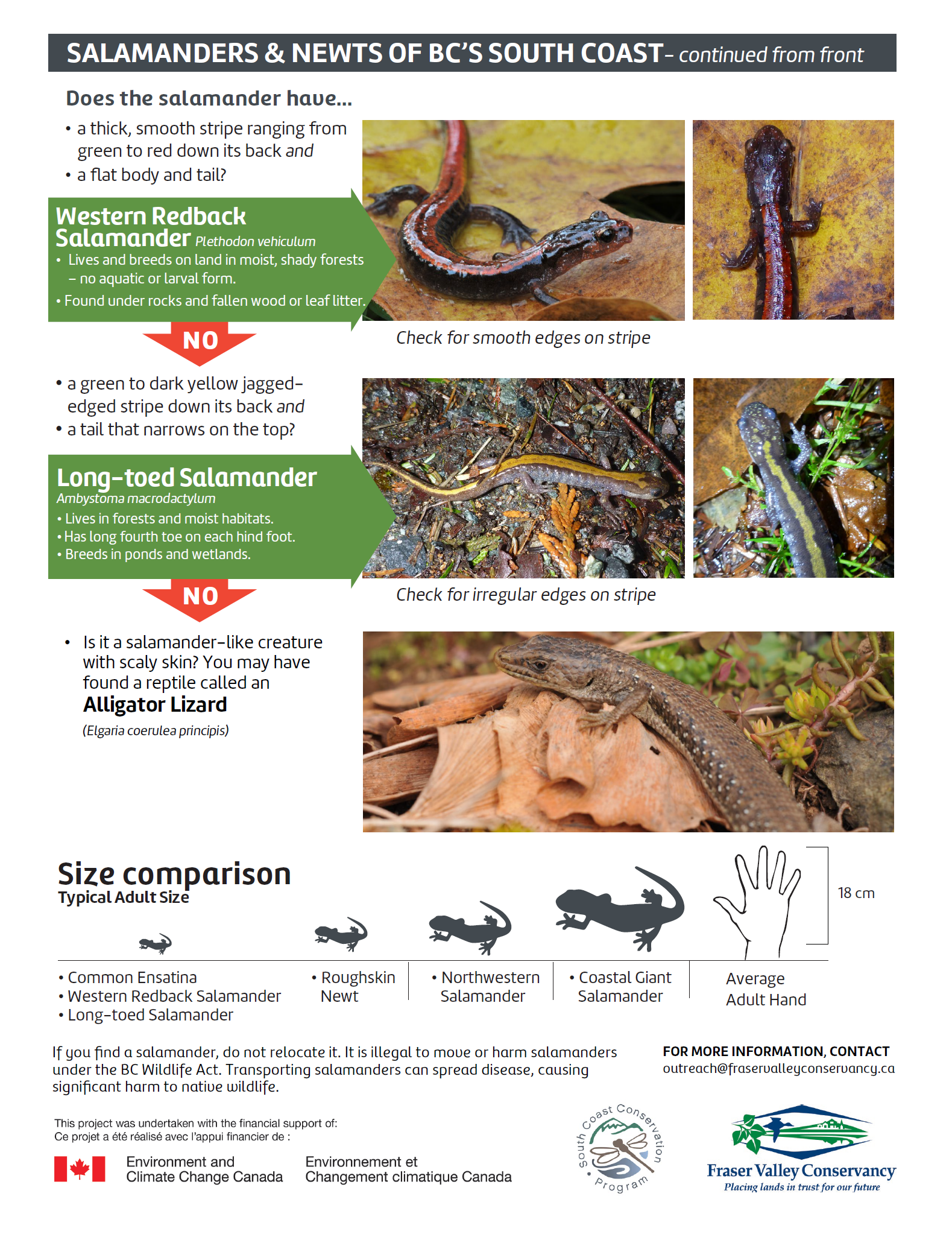 Did You Know We Have Handy ID Sheets for Identifying Amphibians ...
