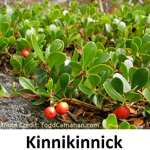 37 Kinnikinnick - Fraser Valley Conservancy Land Trust