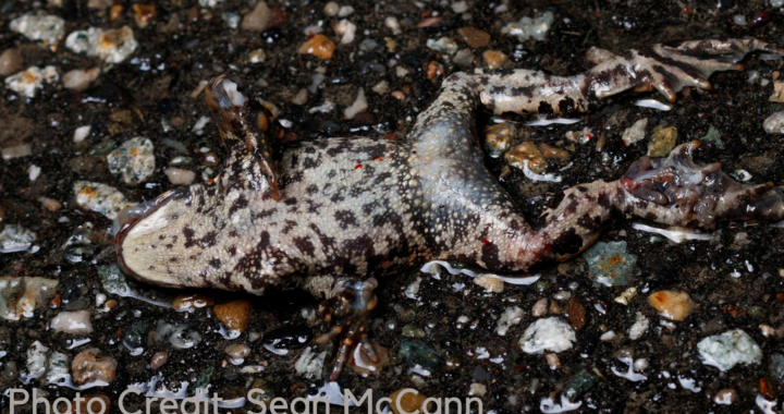 Conservation during COVID-19: Please don't love the Toads to Death ...