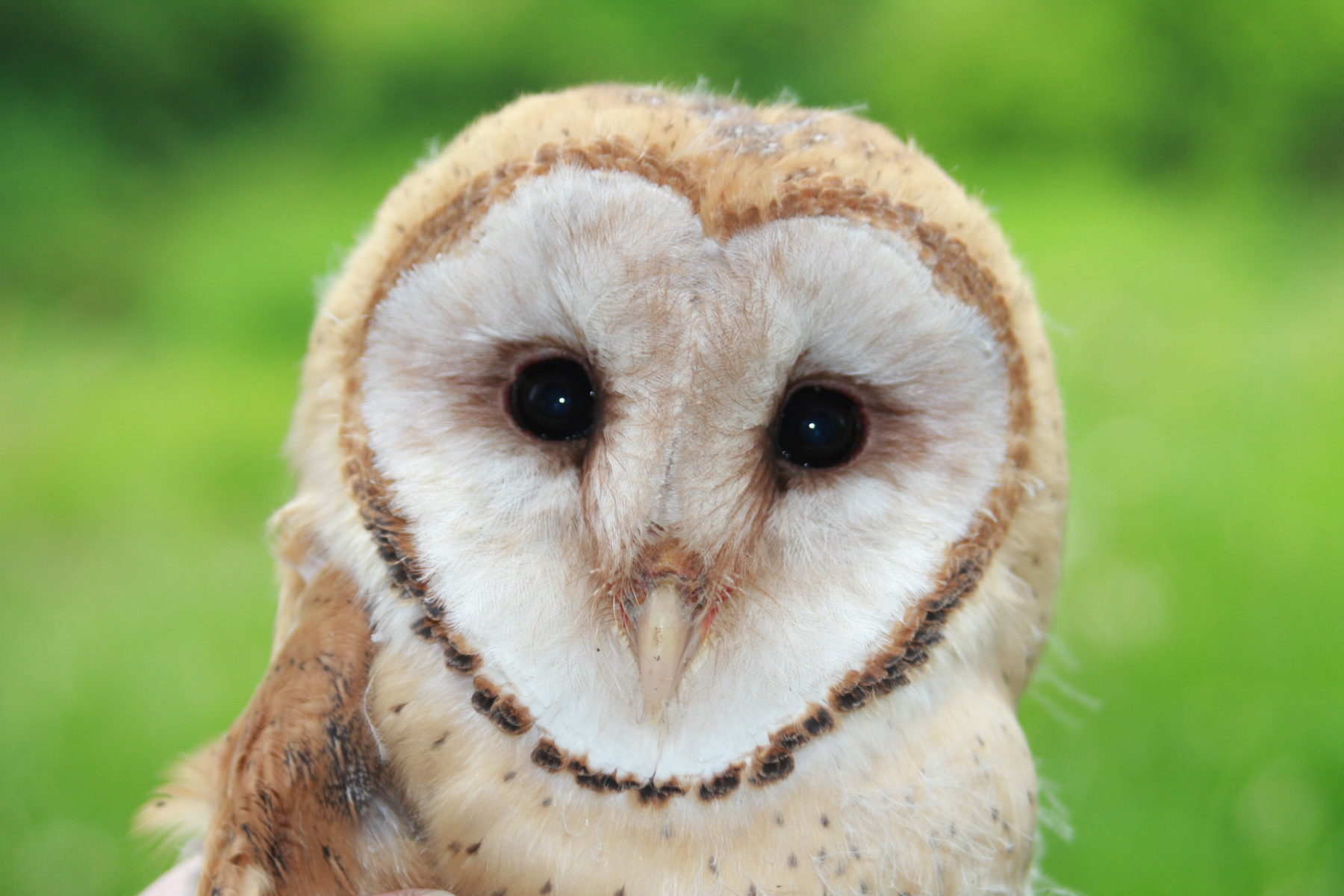 Safe Rodent Control | Conservancy Program | Fraser Valley Conservancy