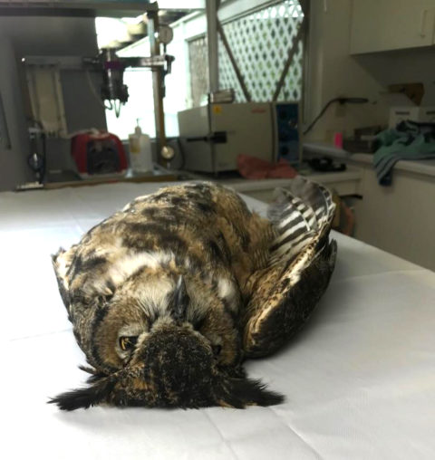 Safe Rodent Control | Conservancy Program | Fraser Valley Conservancy