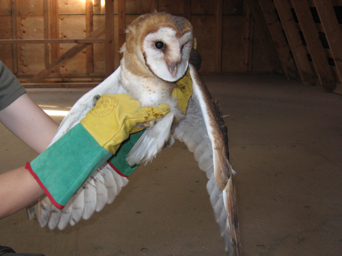 Barn Owl Monitoring | Conservancy Program | Fraser Valley Conservancy