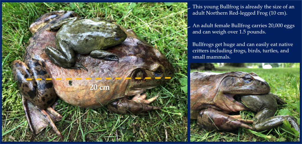 The Bullfrog Control Dilemma | Fraser Valley Conservancy