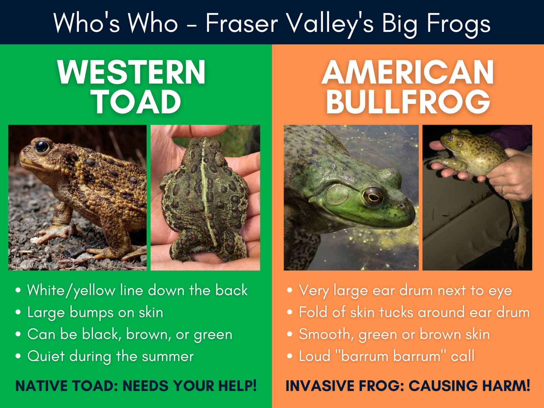 The Bullfrog Control Dilemma | Fraser Valley Conservancy