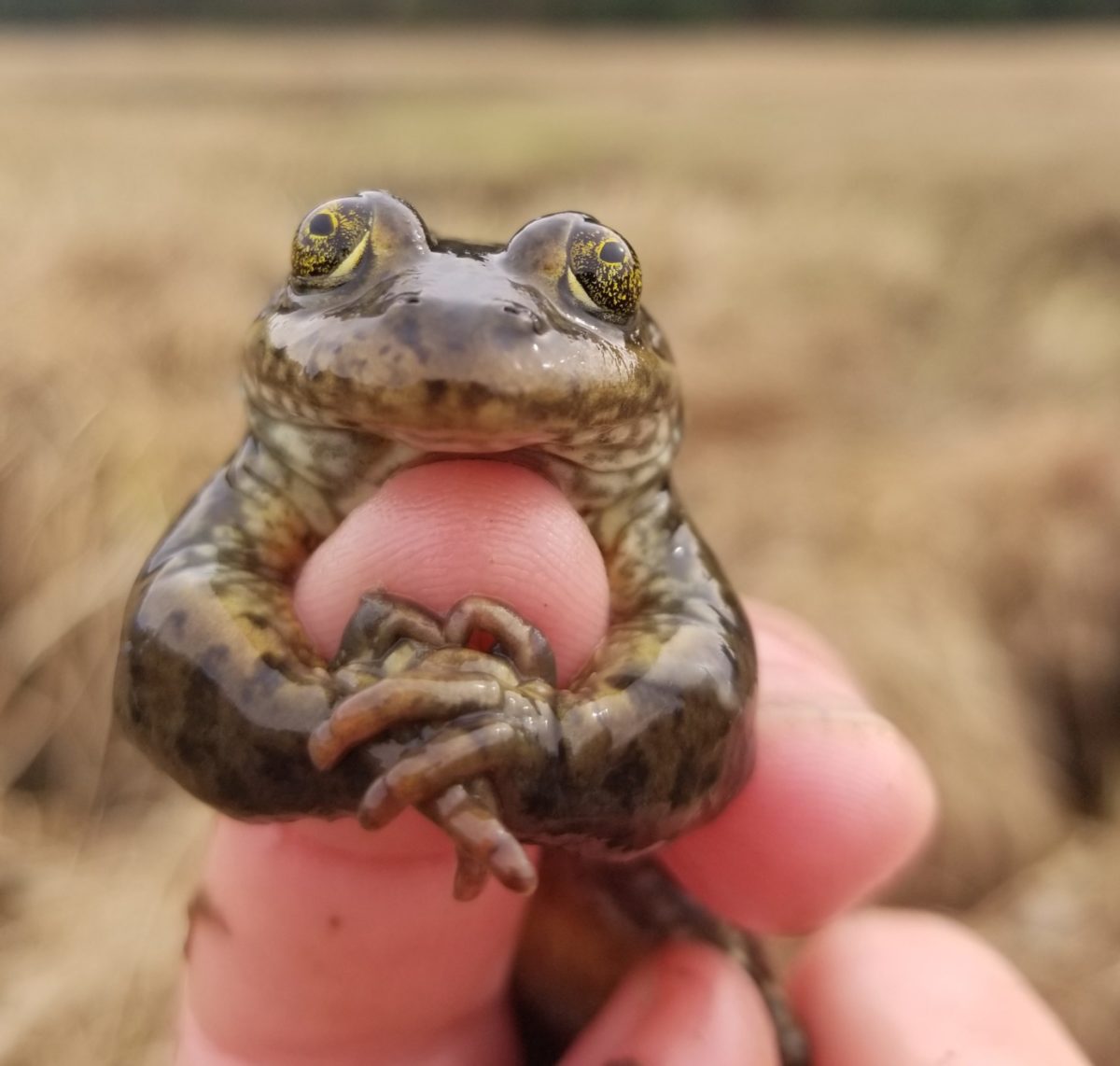 Frog Finders | Conservancy Program | Fraser Valley Conservancy