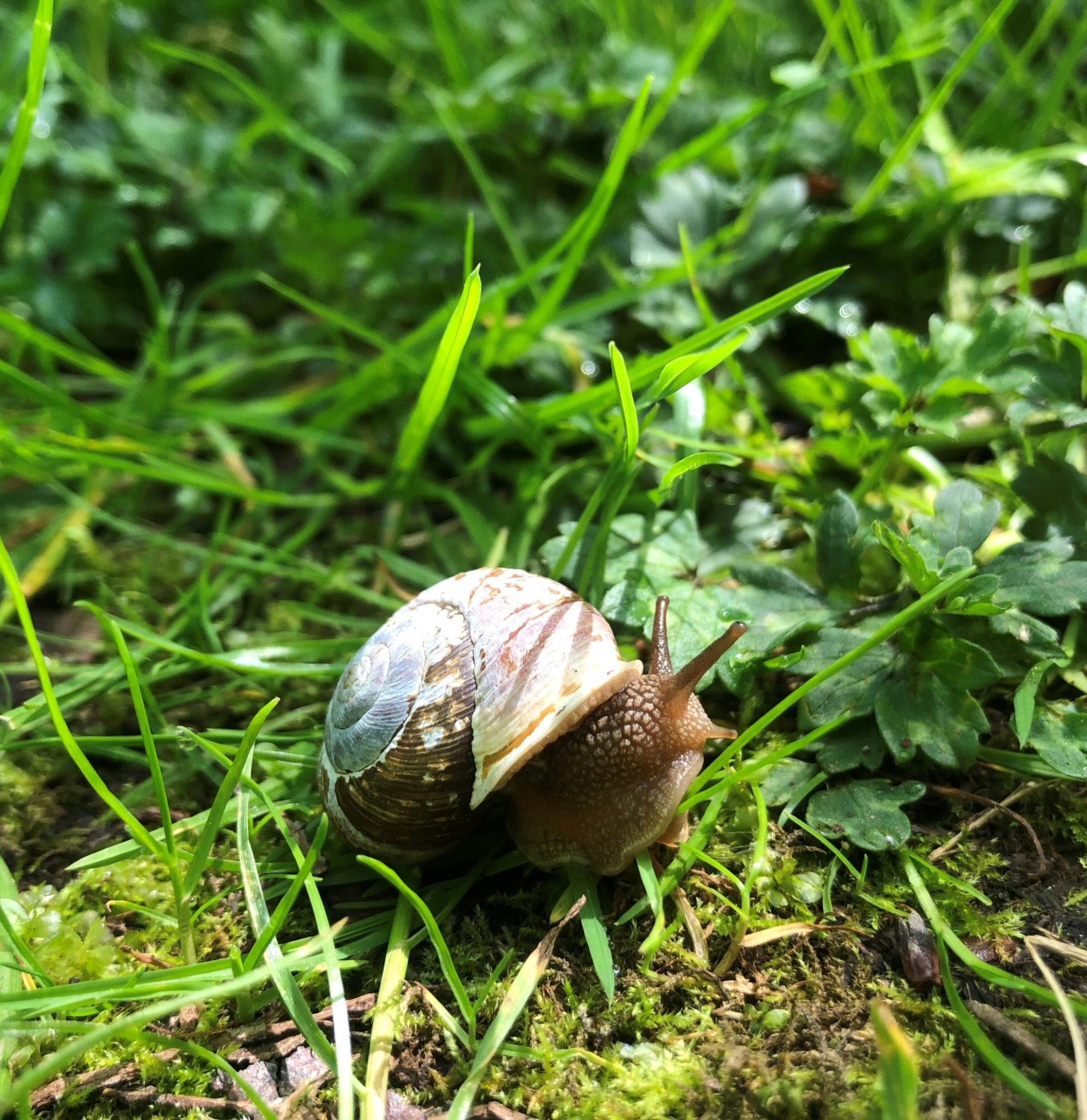 Native Land Snails | Conservancy Program | Fraser Valley Conservancy