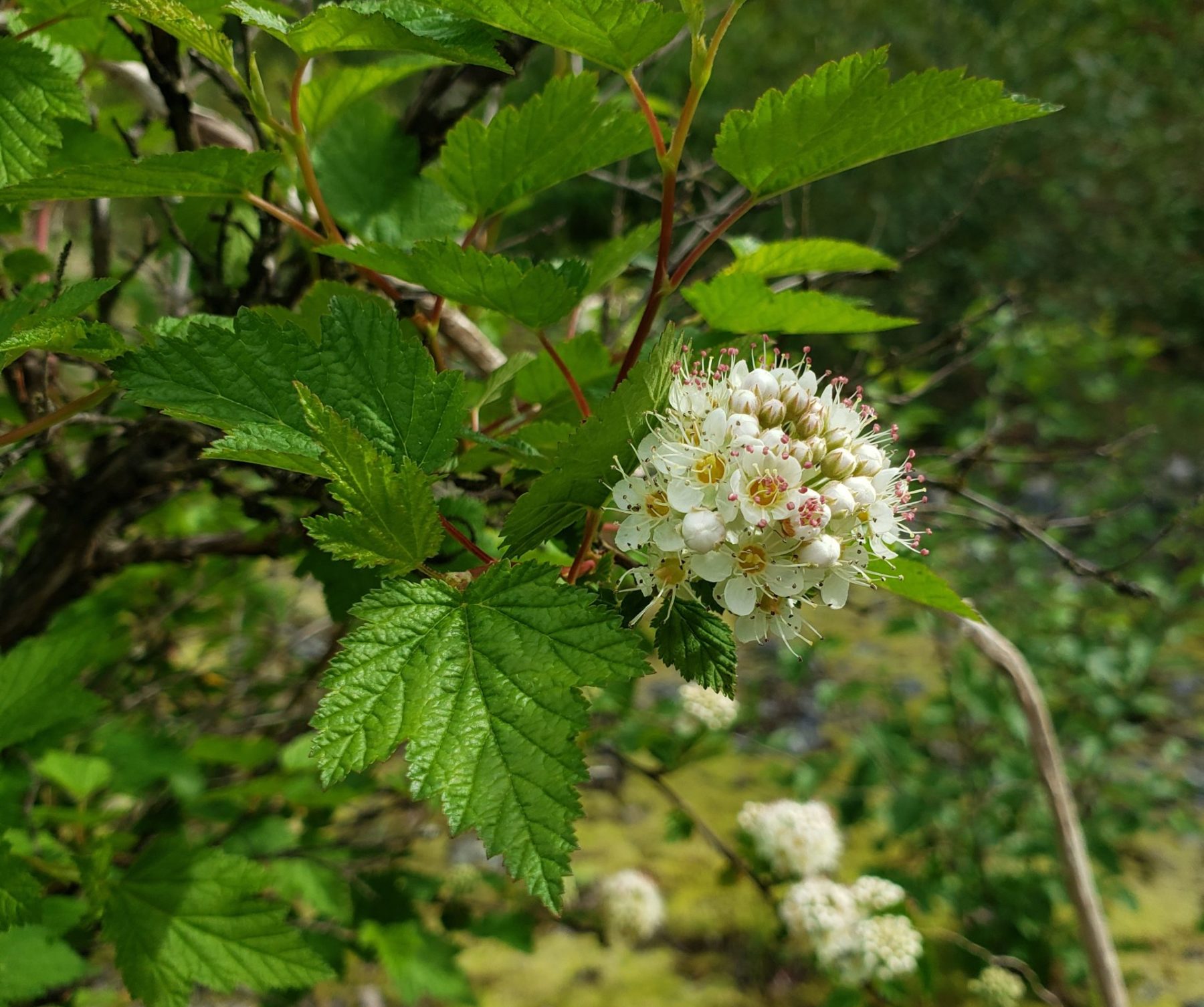 Native Plant Gardening | Conservancy Program | Fraser Valley Conservancy