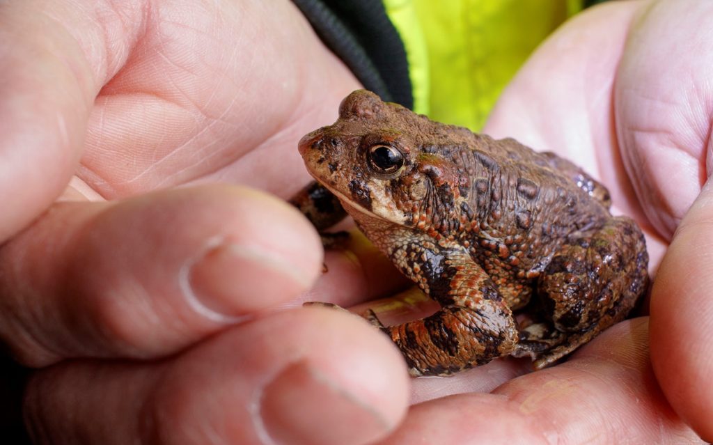 The Western Toad Migration | Fraser Valley Conservancy