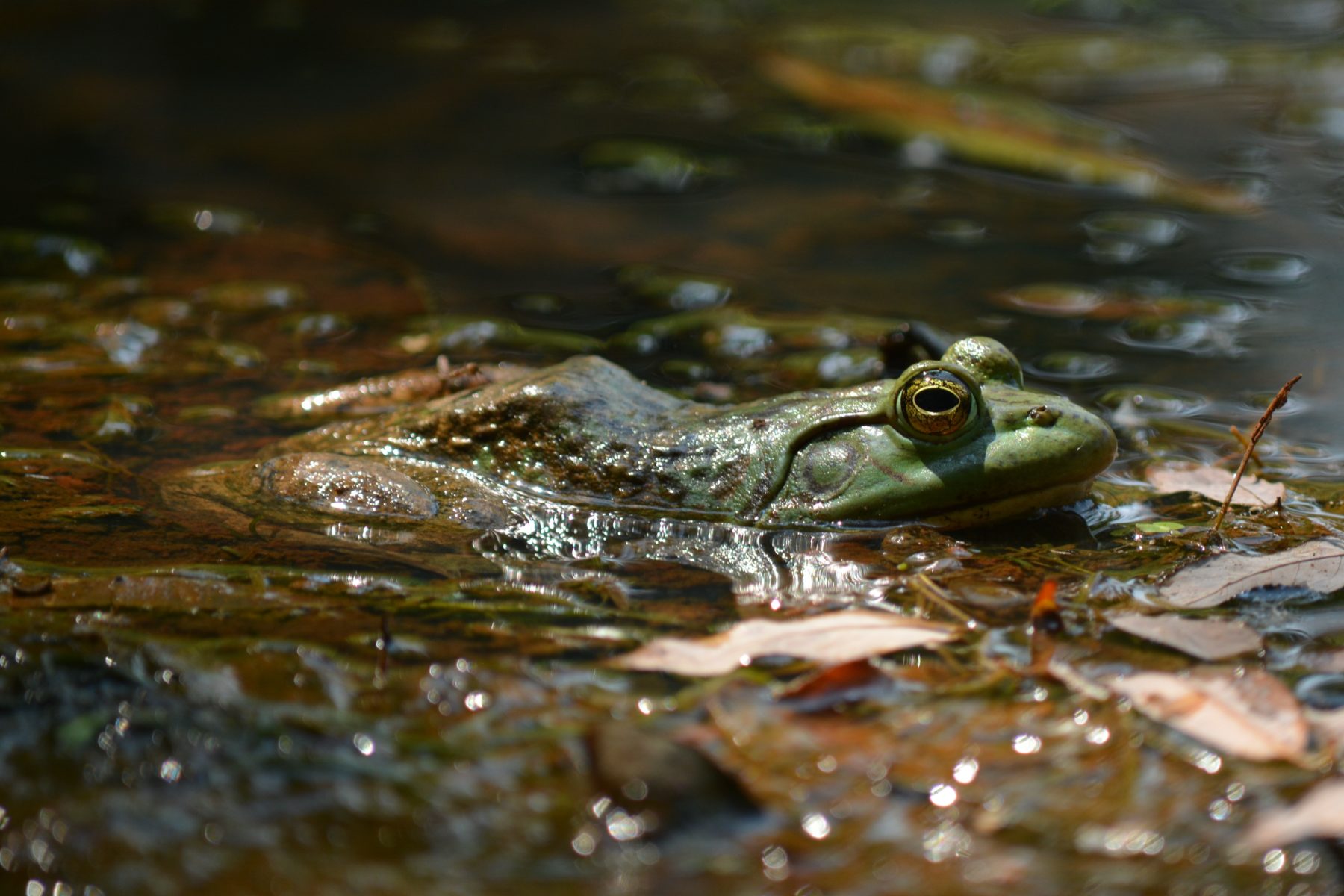 What We Do | Conservation Programs, Education & More | Fraser Valley ...