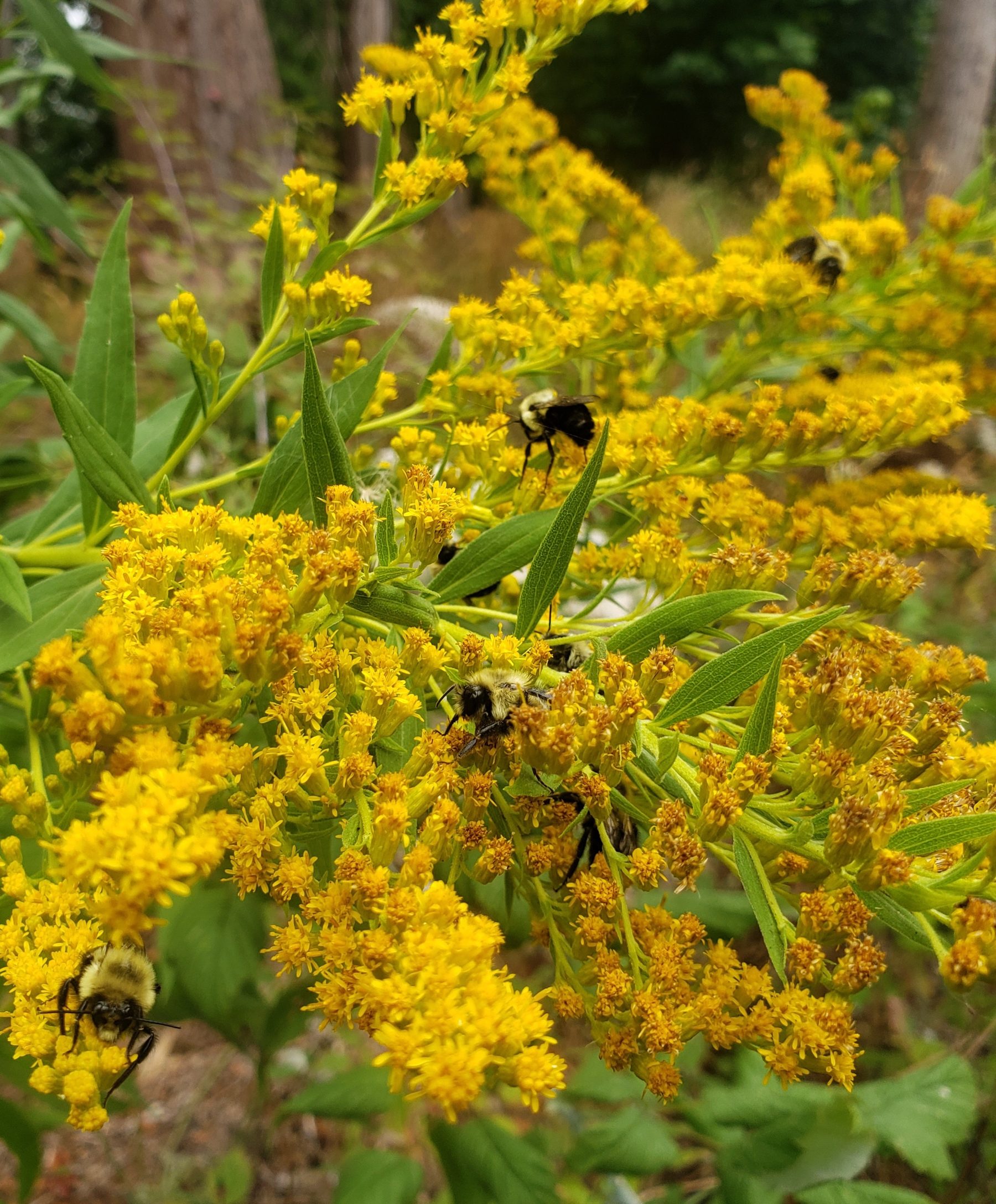 Native Plant Gardening | Conservancy Program | Fraser Valley Conservancy