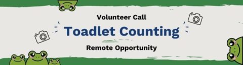 Volunteer: Toadlet Counting | Fraser Valley Conservancy