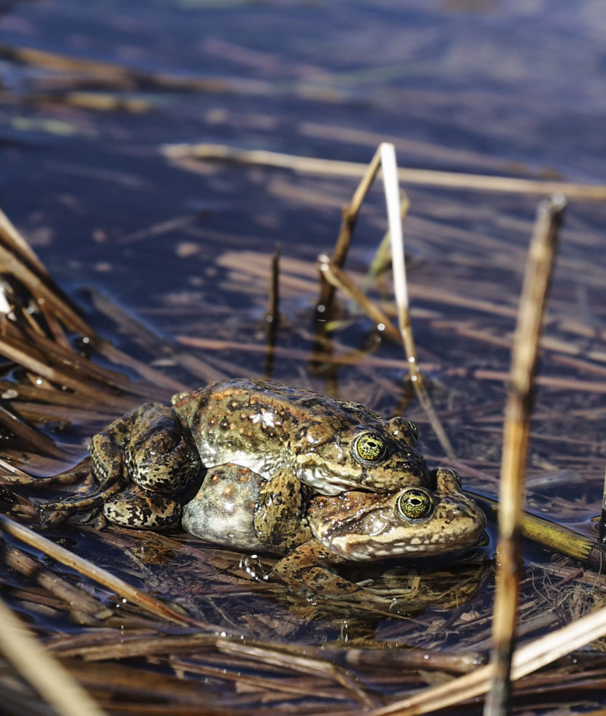 Our Frogs are Under the Weather | Fraser Valley Conservancy