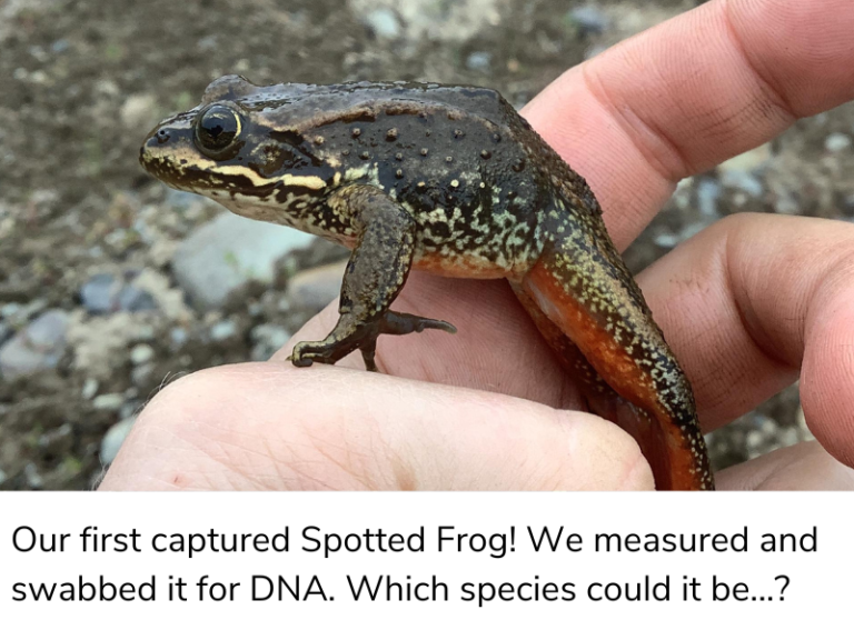 Searching for Spotted Frogs in the Skagit | Fraser Valley Conservancy