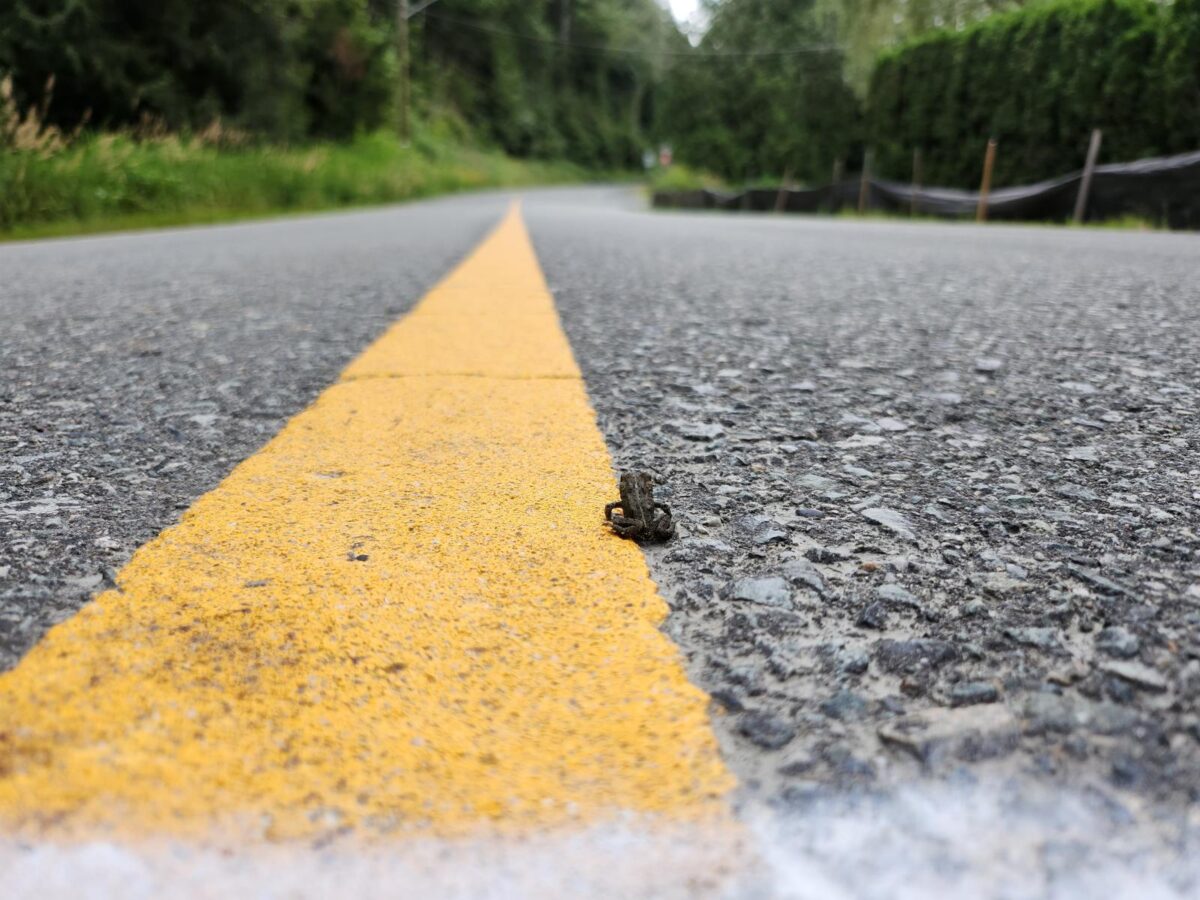 Ryder Lake Updates | Conservancy Program | Fraser Valley Conservancy