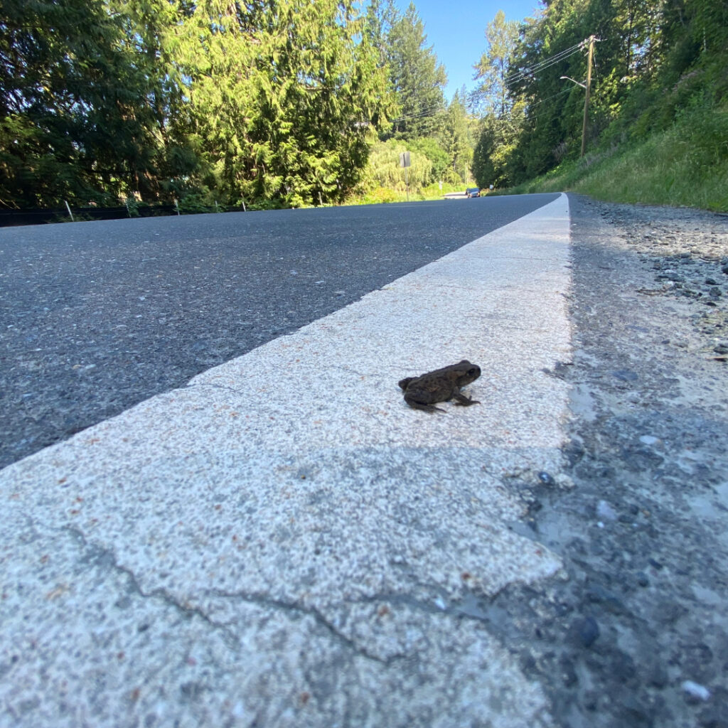 Ryder Lake Updates | Conservancy Program | Fraser Valley Conservancy