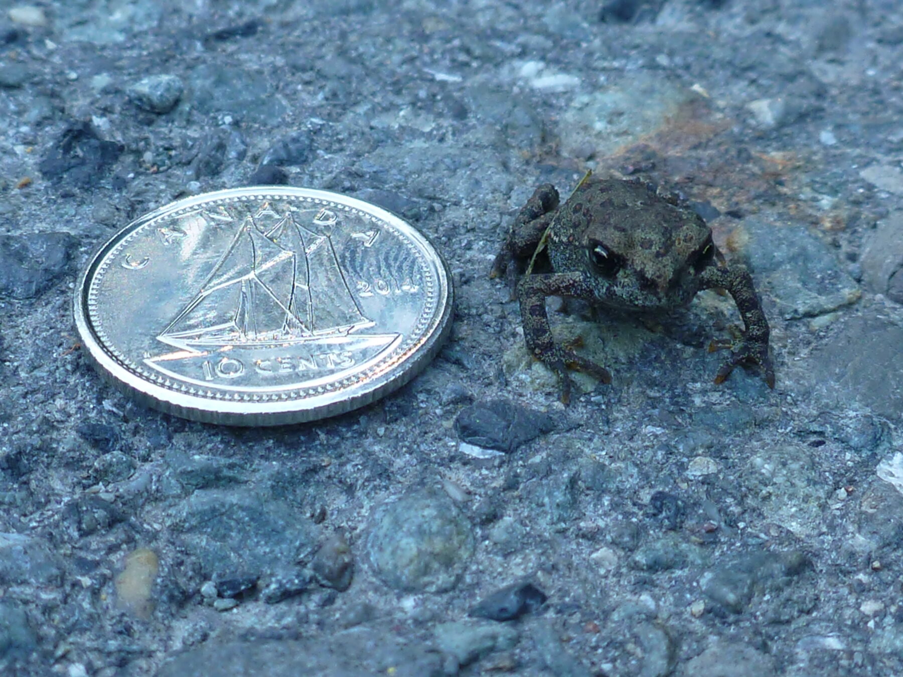 Toadlets are on the Move in Ryder Lake! | Fraser Valley Conservancy