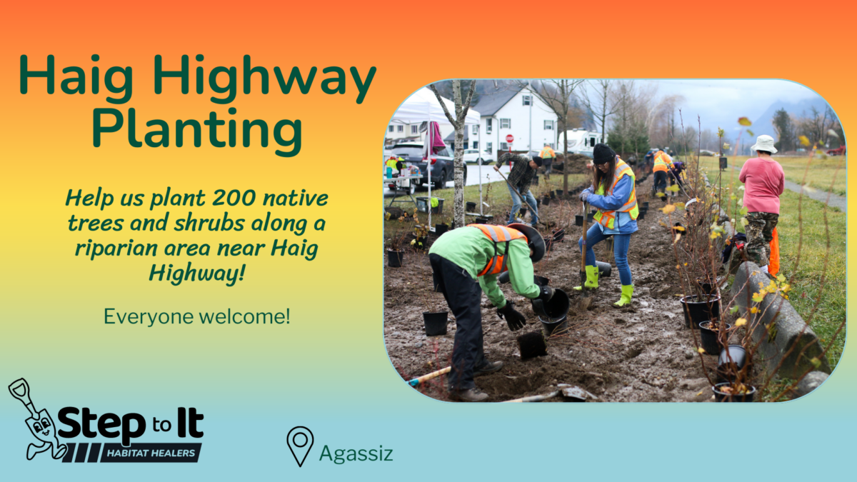 Haig Highway Planting | Fraser Valley Conservancy